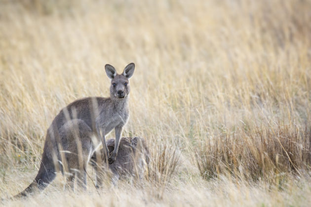 Mornington council to install kangaroo return gates - Inside Local ...