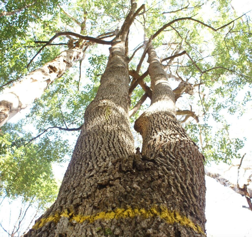 Camphor laurel trees under fire in Forster - Inside Local Government