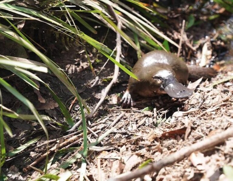 Platypus month to make a splash in The Hills - Inside Local Government