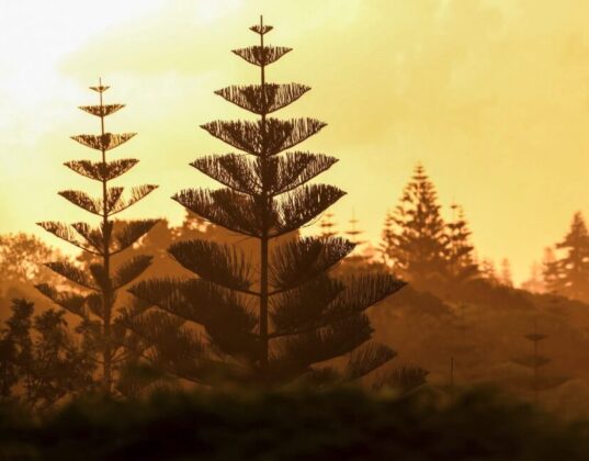 Ku-ring-gai Council applauds $10,000 fine for illegal tree removal ...